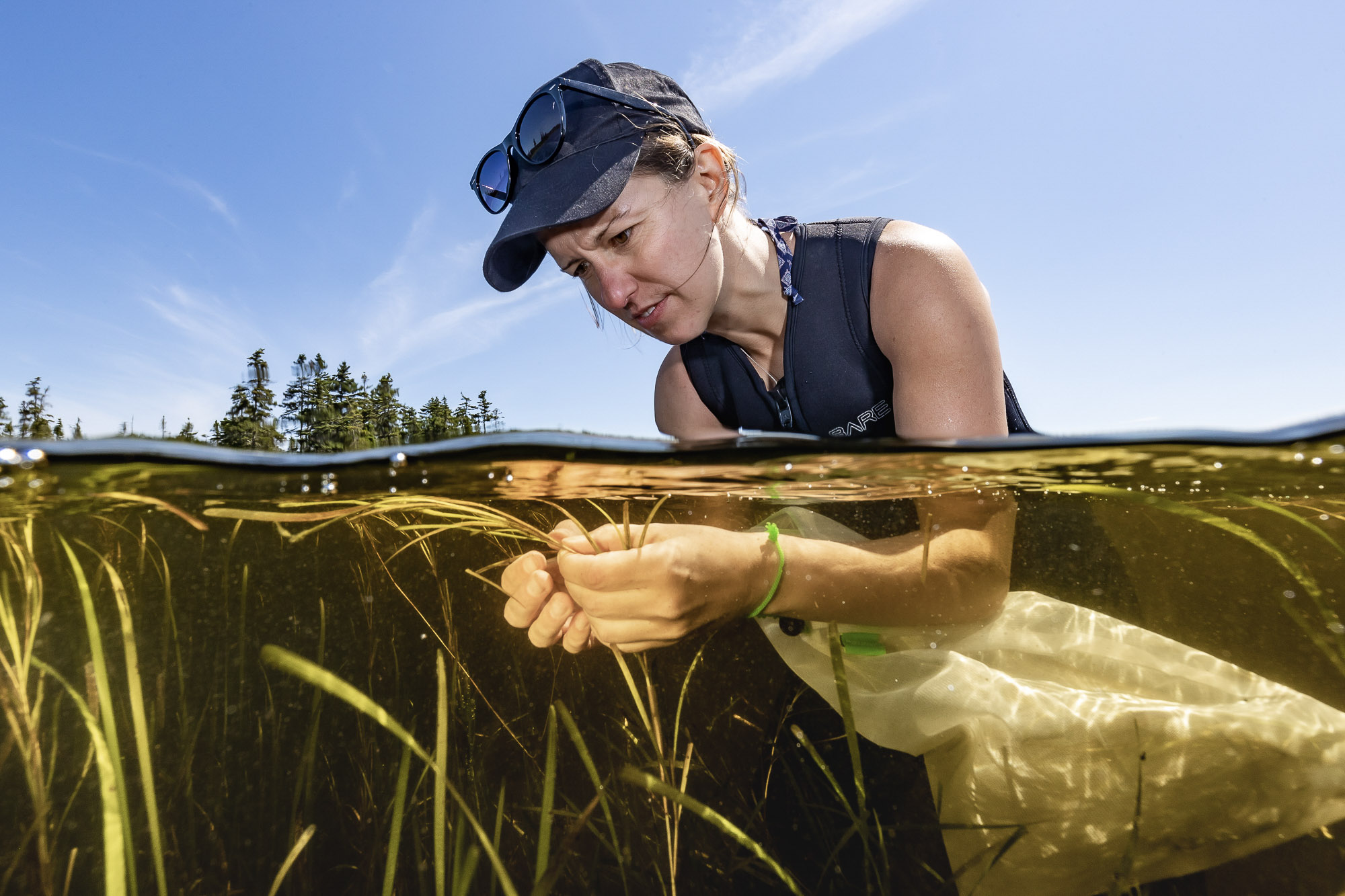 QCCR NEWS & UPDATES | Port Medway eel grass restoration pilot could ...