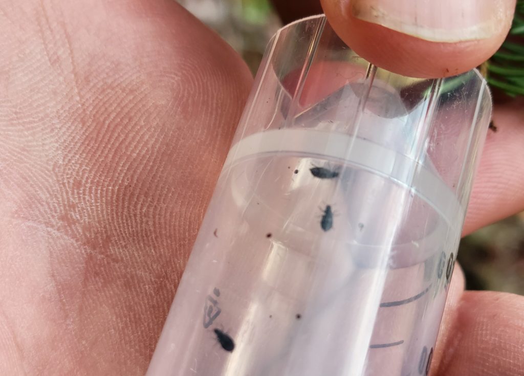QCCR NEWS & UPDATES | Scientist release beetle from BC in Keji to save ...