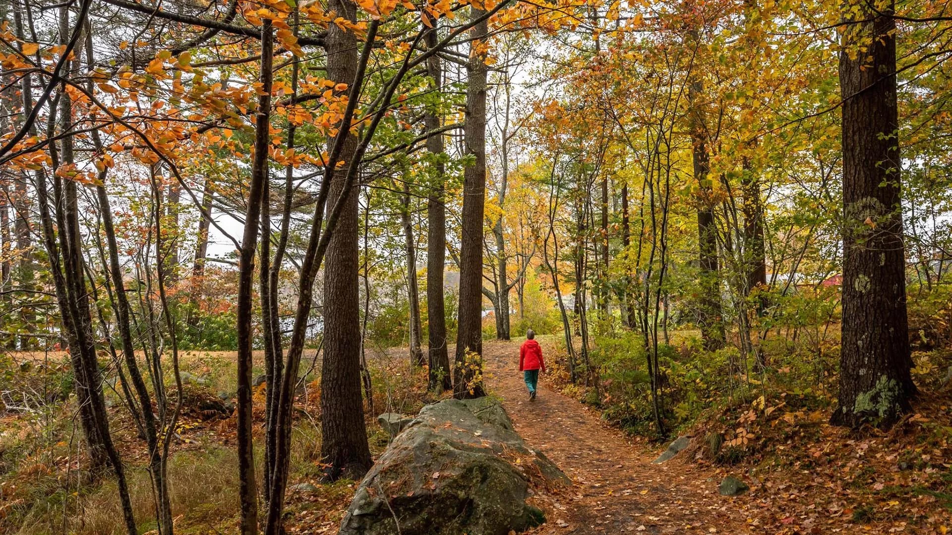 QCCR NEWS & UPDATES | Woods ban lifted in Queens County, most other ...